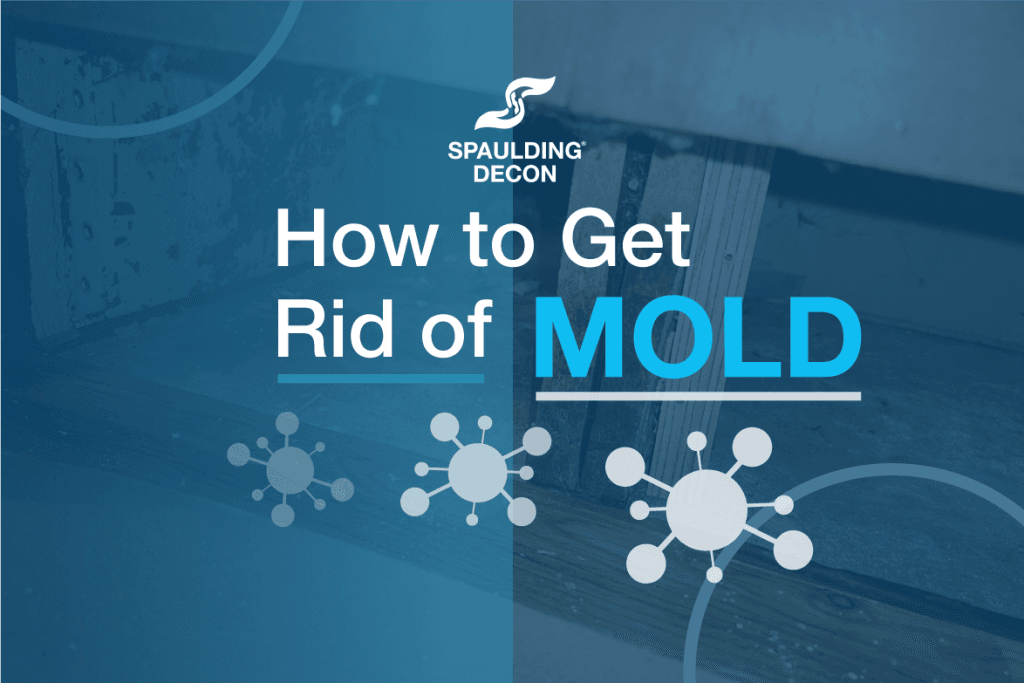 How To Get Rid Of Mold On Walls - Spaulding Decon
